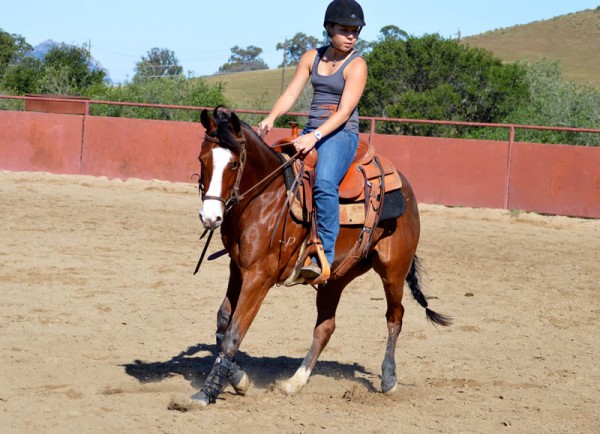 "Learn by Doing" Cal Poly's Quarter Horse Enterprise Project - SLO ...