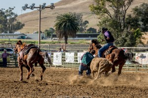 Cal Poly's 75th Anniversary Poly Royal Rodeo - SLO Horse News