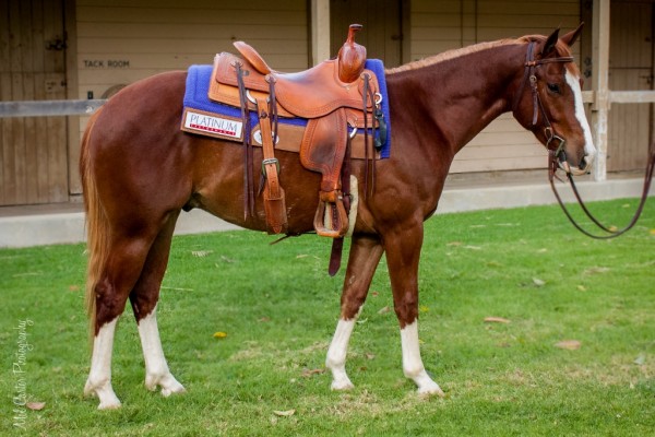 "Learn by Doing" Cal Poly's Quarter Horse Enterprise Project - SLO ...