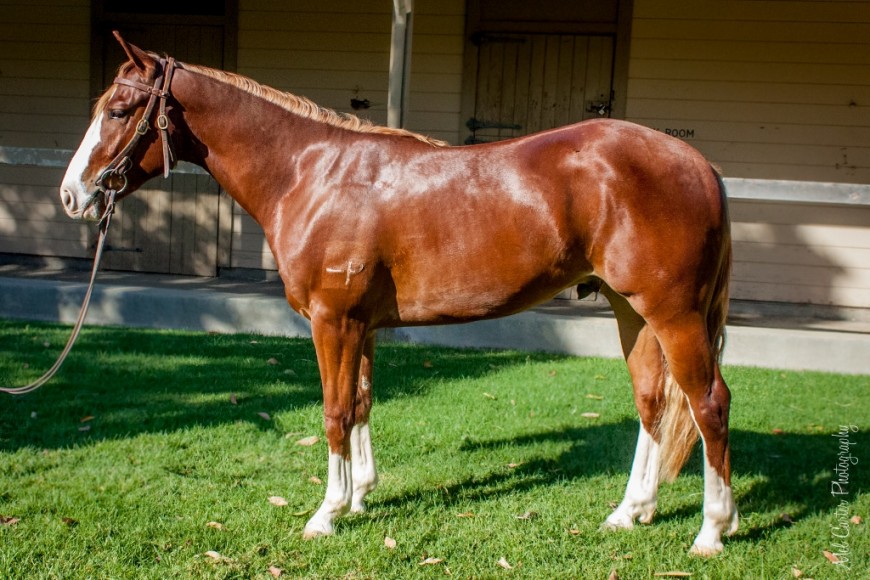 "Learn by Doing" Cal Poly's Quarter Horse Enterprise Project - SLO ...