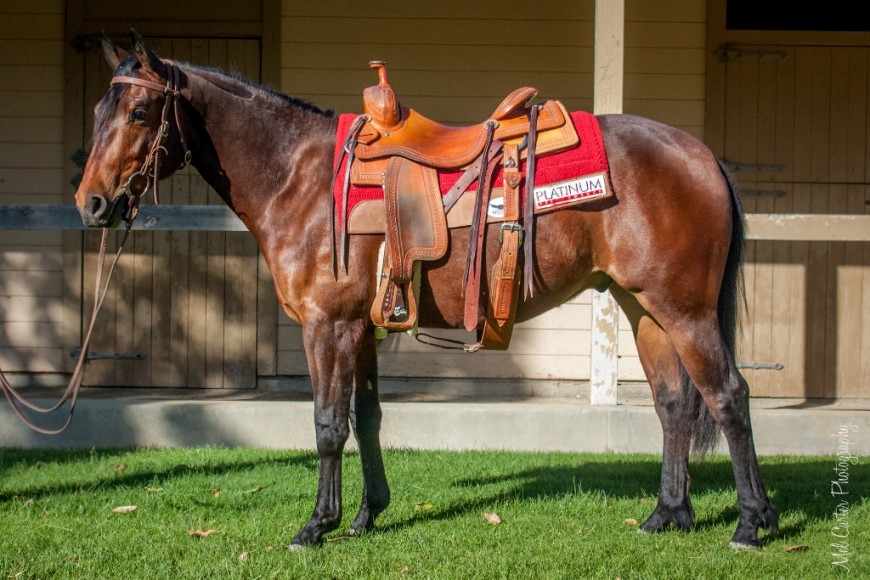 "Learn by Doing" Cal Poly's Quarter Horse Enterprise Project - SLO ...