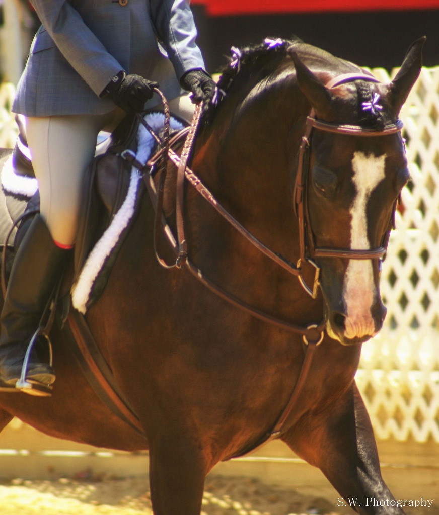 Nikki Egyed and the Ultimate X Showdown OTTB Barrel Race | SLO Horse News