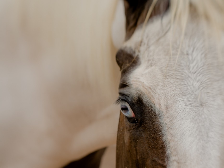 The “Why” Behind 3 Strange Horse Behaviors - SLO Horse News