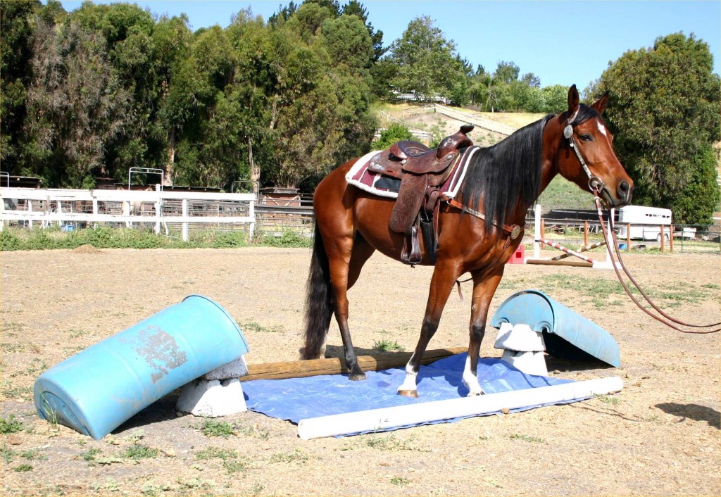 Nikki Egyed and the Ultimate X Showdown OTTB Barrel Race | SLO Horse News