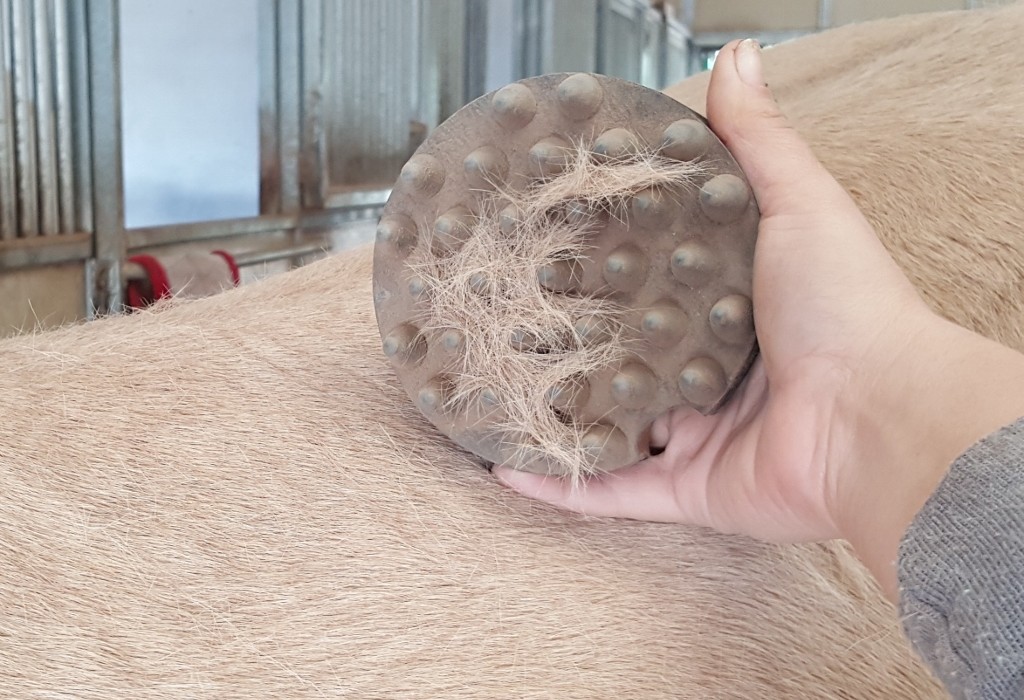 4 Tools for Shortening the Shedding Season | SLO Horse News