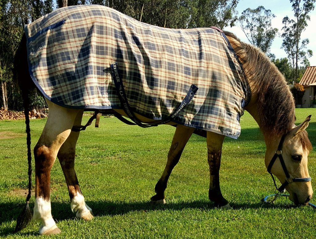 Your Horse’s Summer Wardrobe - SLO Horse News
