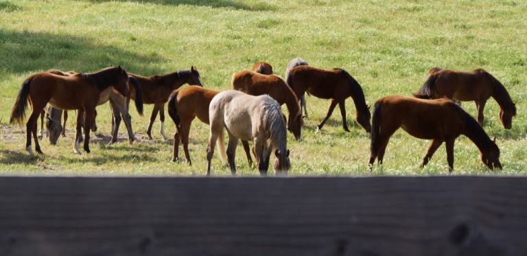 Khemosabi Superhorse of the 20th Century | SLO Horse News