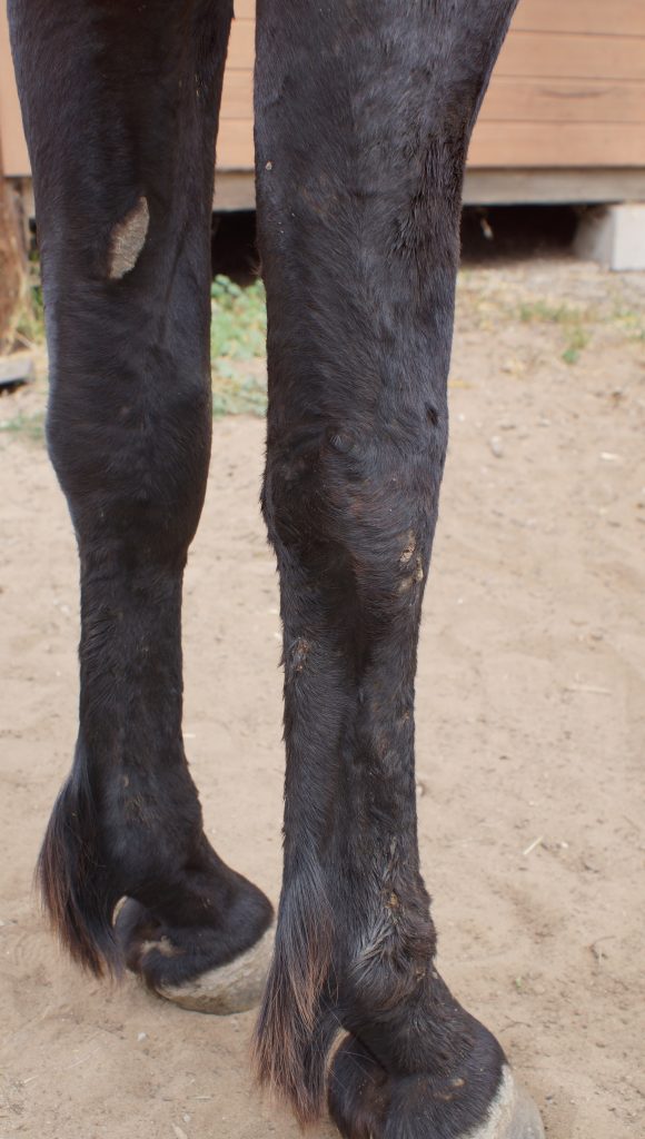 Manage Annoying Flies and Fly Bites | SLO Horse News