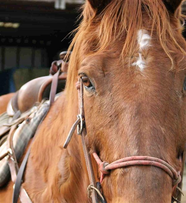 5 Tips for Surviving Being Horseless in SLO County | SLO Horse News