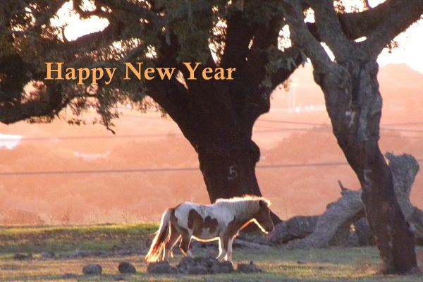 New Year’s Resolutions for the Horse Person | SLO Horse News