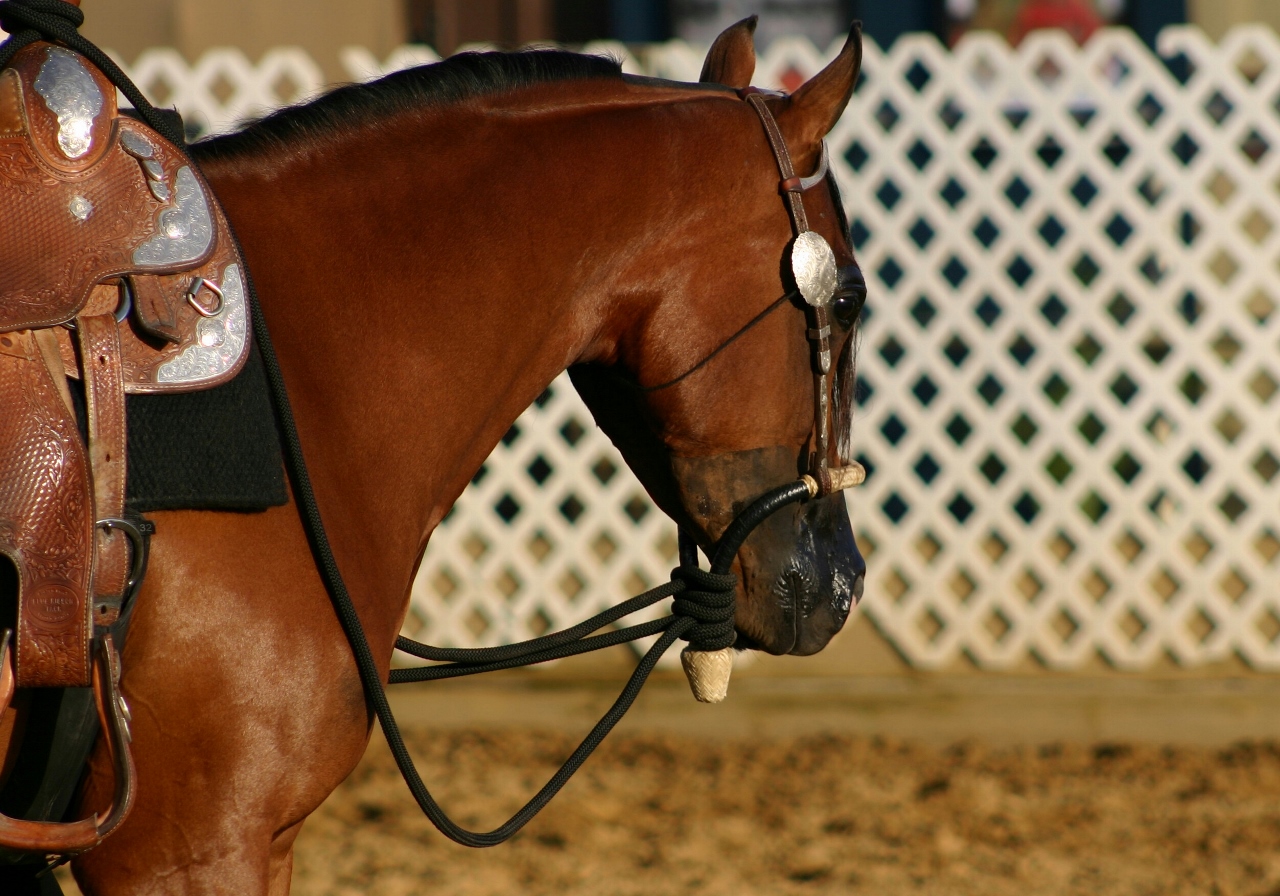 Khemosabi Superhorse of the 20th Century | SLO Horse News