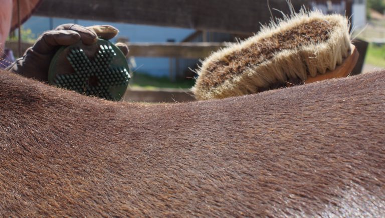 Large Animal Disposal Options in SLO County | SLO Horse News