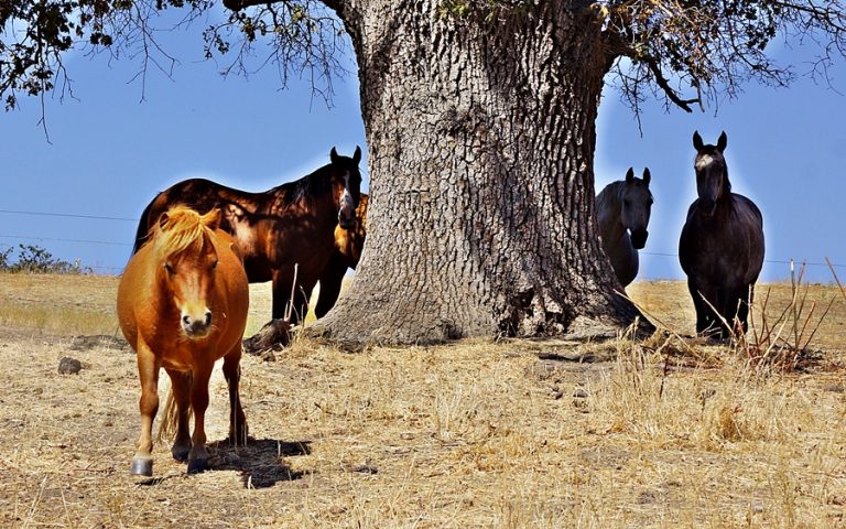 Khemosabi Superhorse of the 20th Century | SLO Horse News