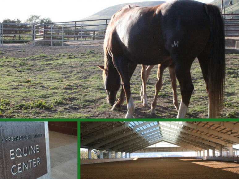 Irish Oaks Ranch | SLO Horse News