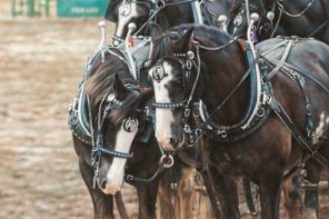 Cal Poly's Real, Live, Mustang Mascot | SLO Horse News