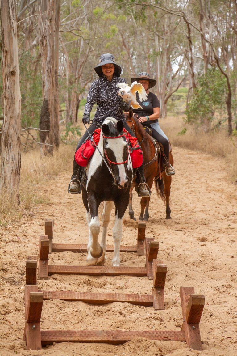 Fun with a Horse Trail Obstacle Course and Other Objectives of a Horse ...