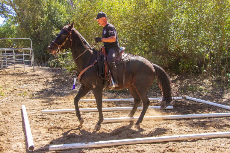Fun with a Horse Trail Obstacle Course and Other Objectives of a Horse ...