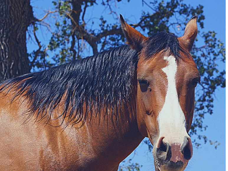 Calming Touch for the Anxious Horse | SLO Horse News