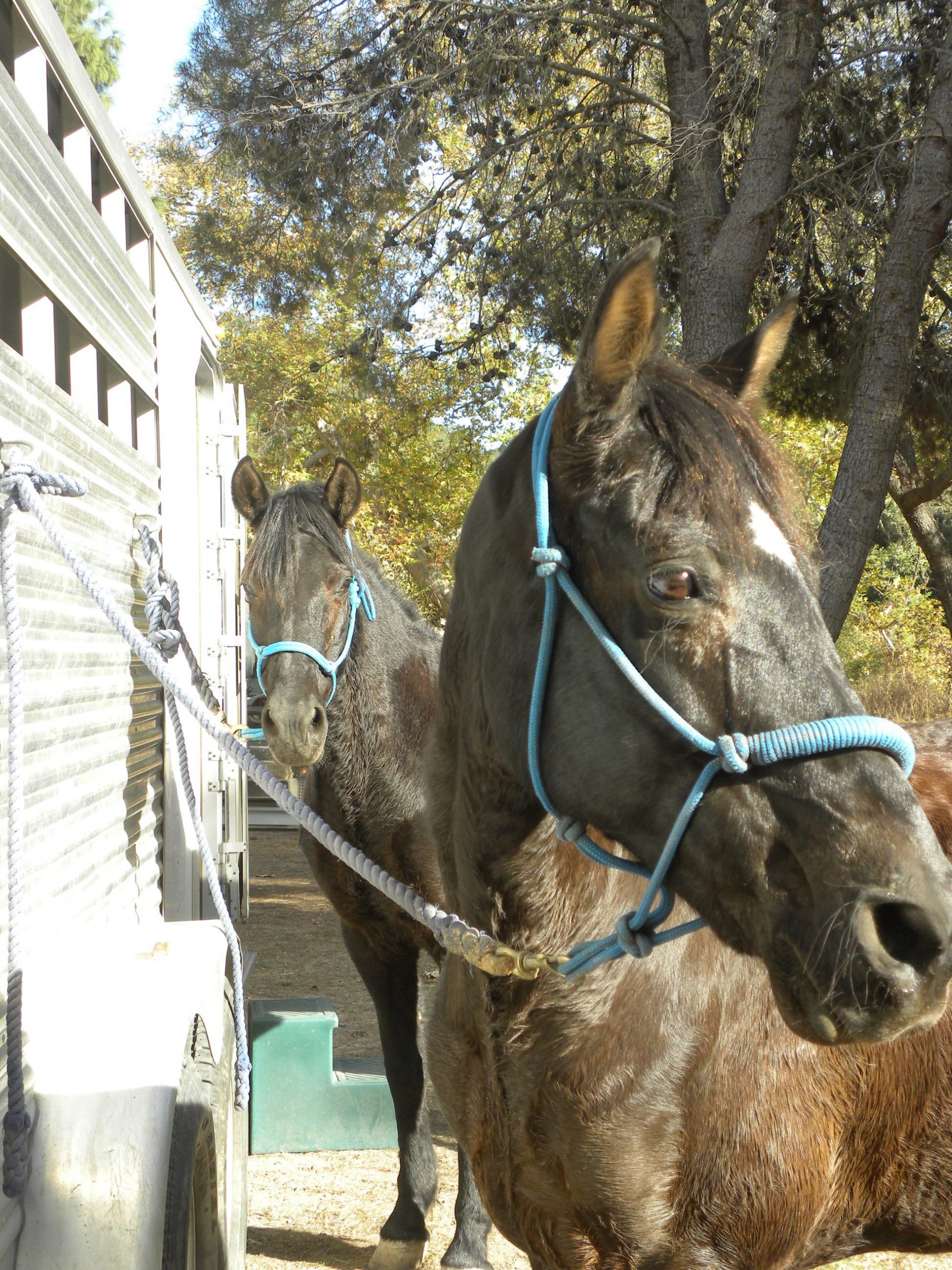 Fun and Function of the Horse Halter | SLO Horse News