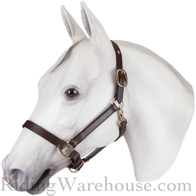 Fun and Function of the Horse Halter | SLO Horse News
