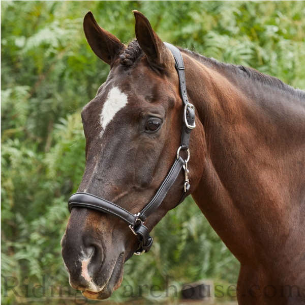 Fun and Function of the Horse Halter | SLO Horse News