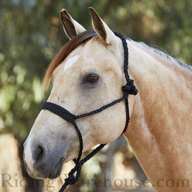 Fun and Function of the Horse Halter | SLO Horse News
