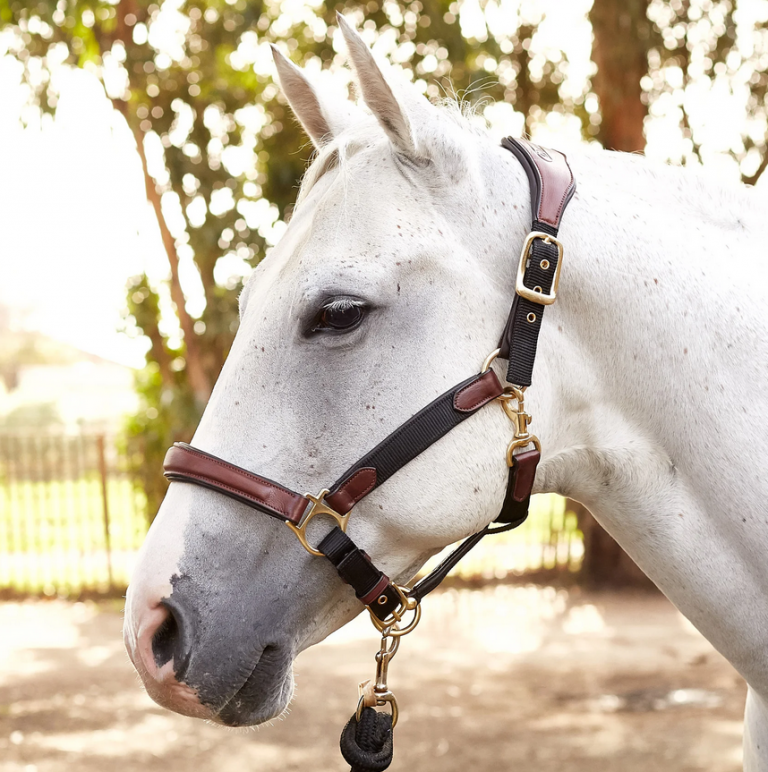 Fun and Function of the Horse Halter | SLO Horse News