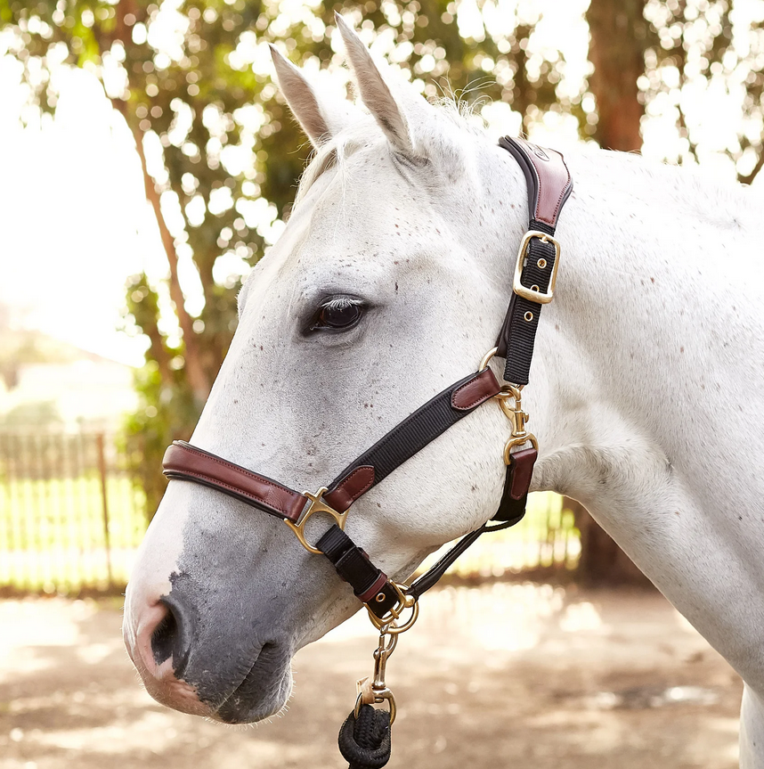 Fun and Function of the Horse Halter | SLO Horse News