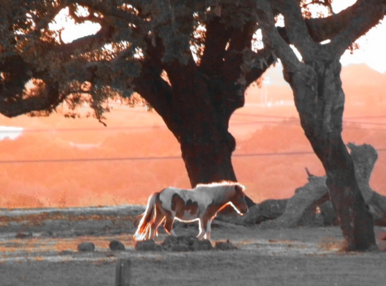 Ben Londo and Cal Poly Rodeo - SLO Horse News