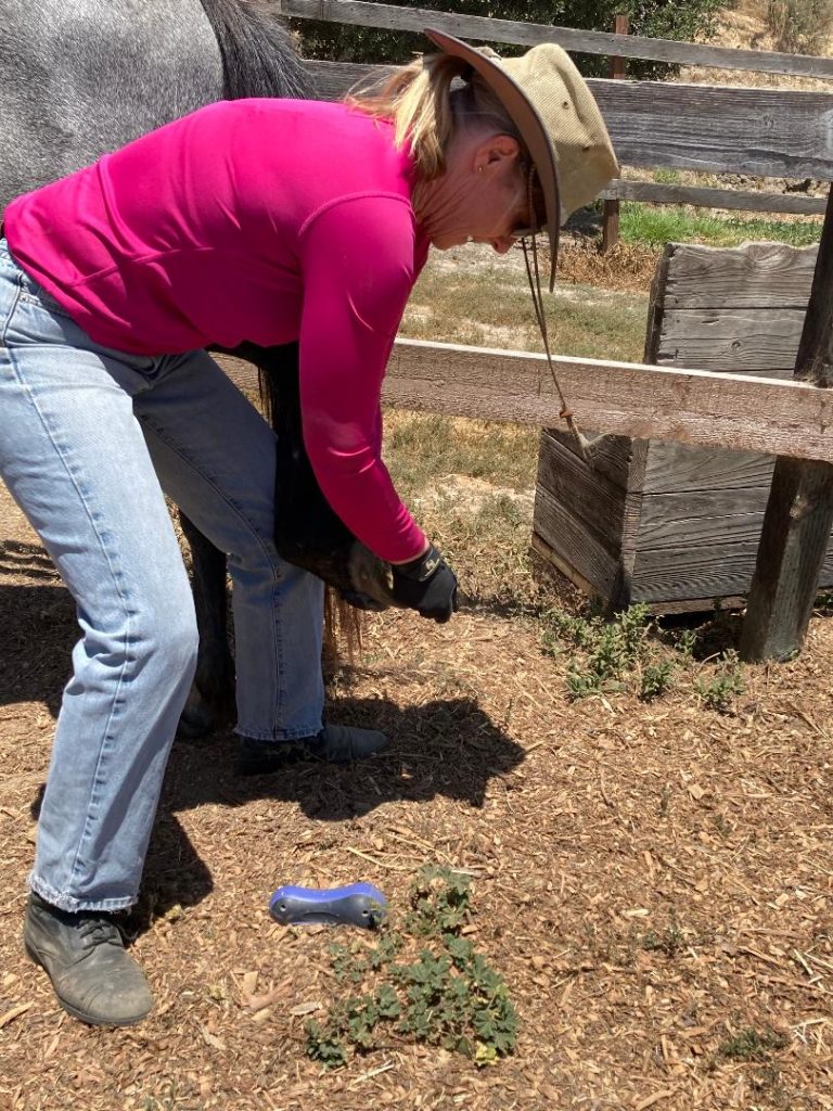 When I Really Learned to Pick a Horse Hoof, Properly | SLO Horse News