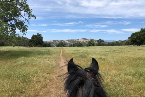 CANTER USA: Giving Off the Track Thoroughbreds a New Start | SLO Horse News