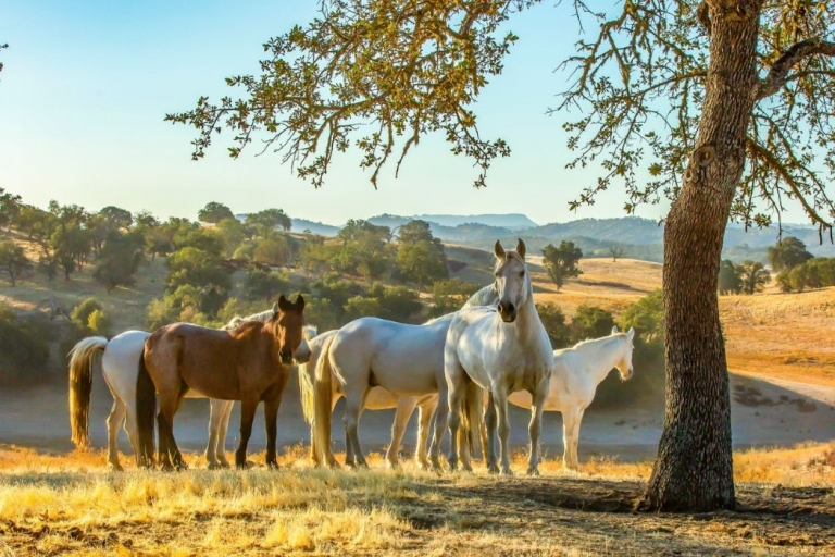 Ben Londo and Cal Poly Rodeo - SLO Horse News