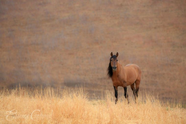Ben Londo and Cal Poly Rodeo - SLO Horse News