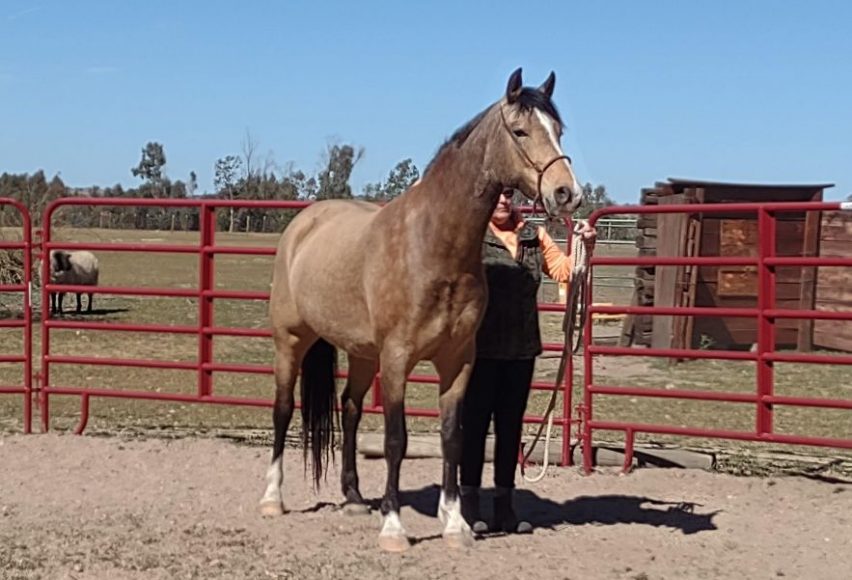 Help for Struggling Riders – Legged Up | SLO Horse News