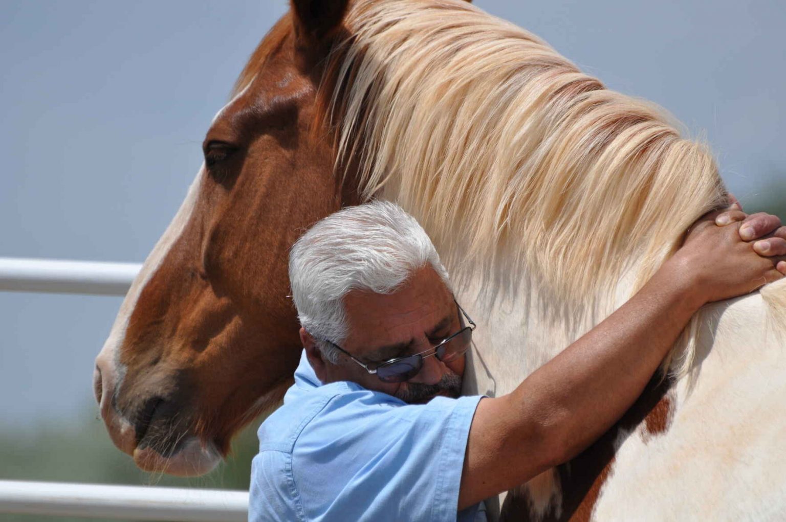 Passing on the Healing Power Between Horses and Humans – HIGH ...