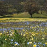 sea of blue and yellow wash - s - SLO Horse News